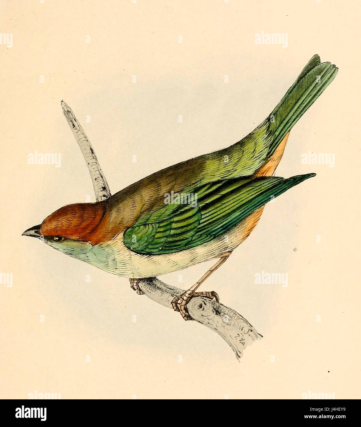 Tangara peruviana young 1841 Stock Photo - Alamy