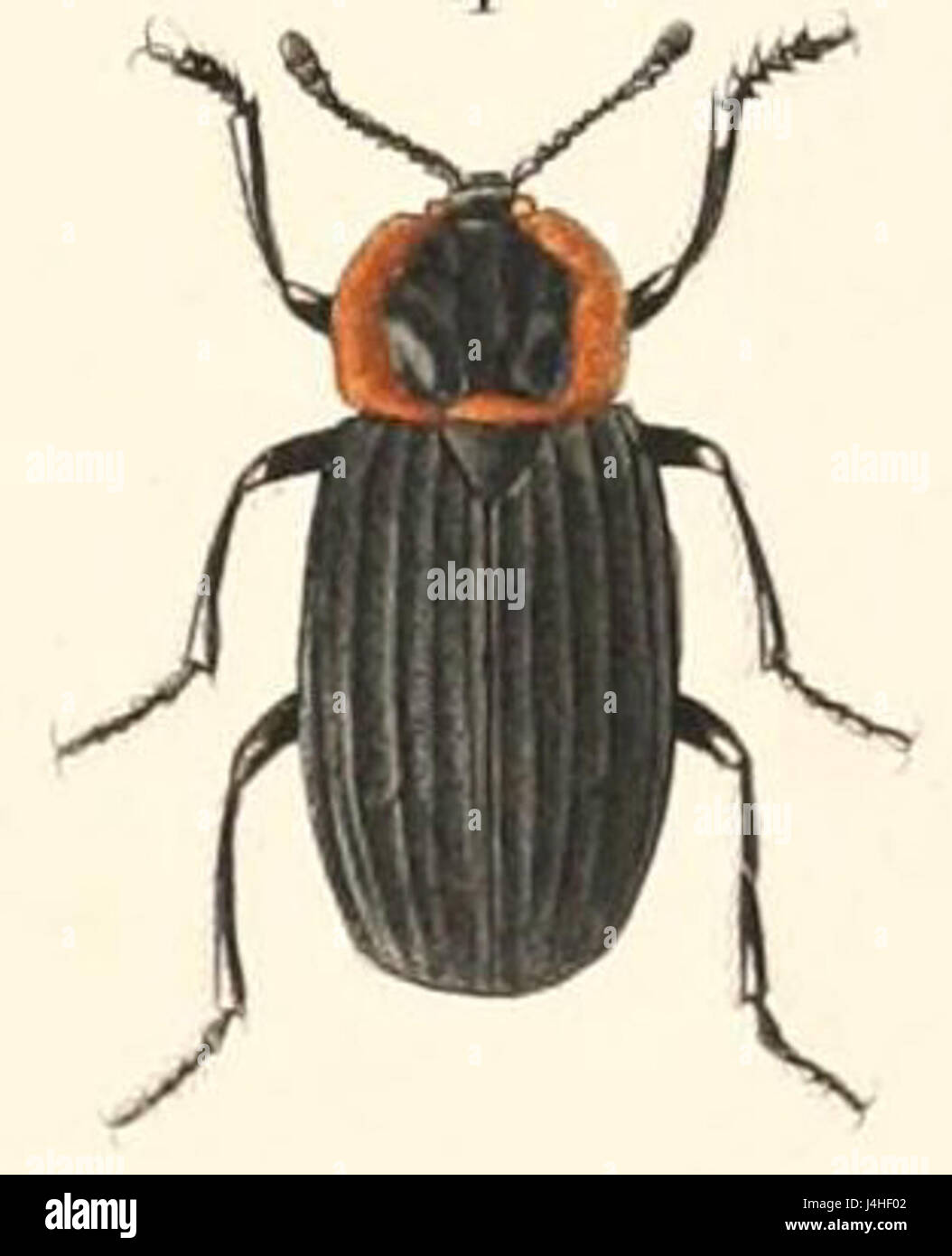 Silpha discicollis is a species of beetle belonging to the family ...
