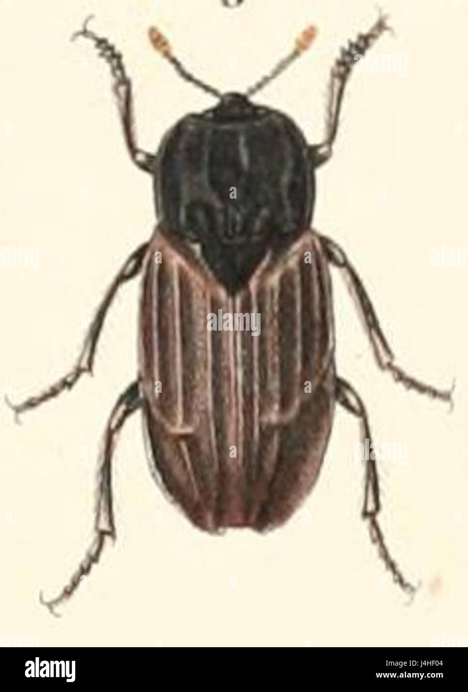 Family silphidae hi-res stock photography and images - Alamy