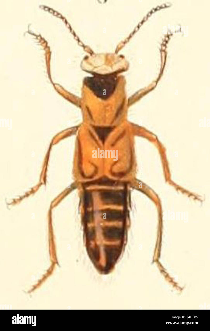 Staphylinus hi-res stock photography and images - Alamy