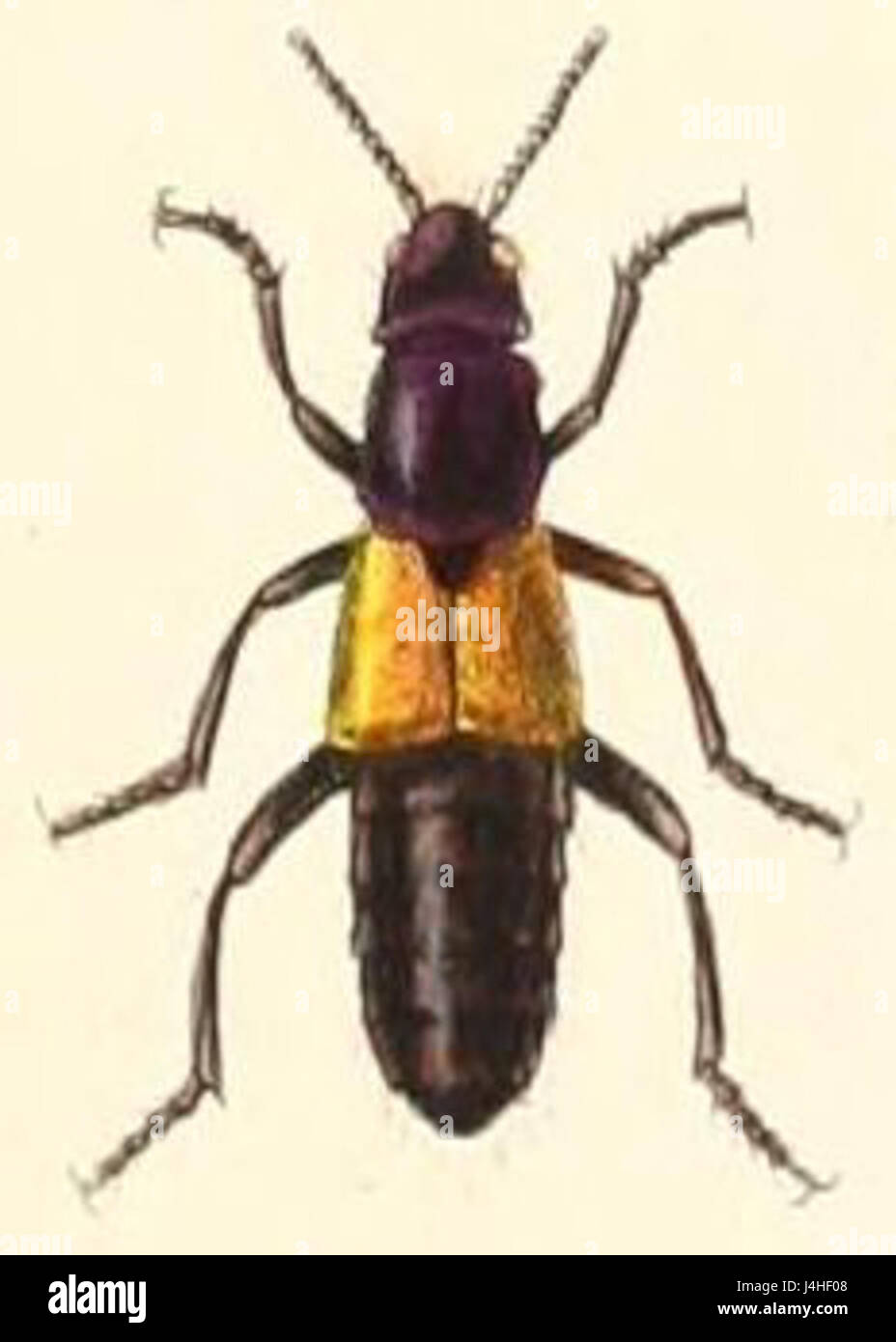 Staphylinus hi-res stock photography and images - Alamy