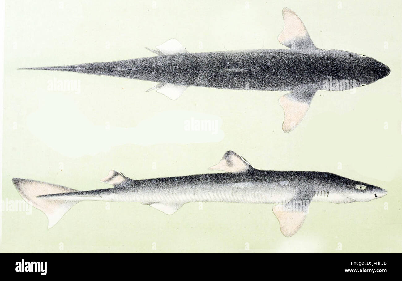 Shark spiny dogfish squalus acanthias hi-res stock photography and ...