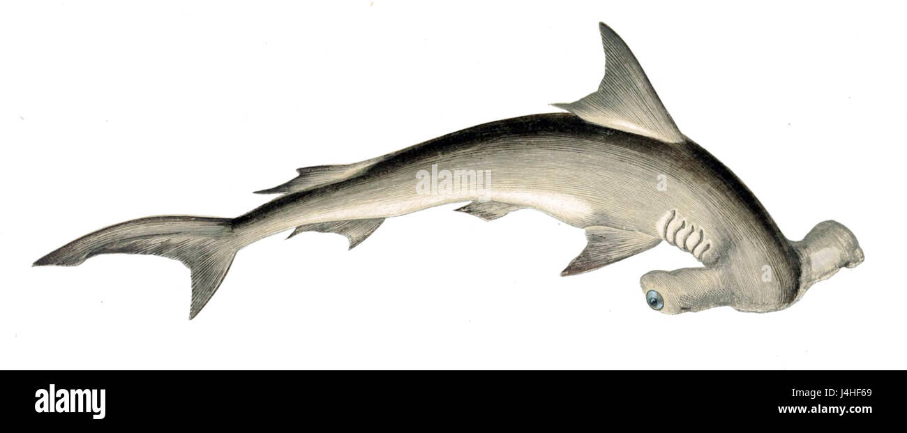 Lewini Cut Out Stock Images & Pictures - Alamy