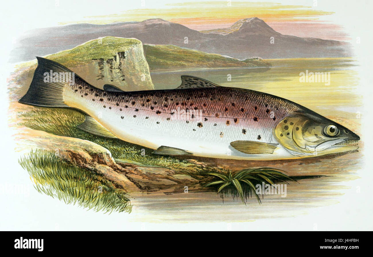 Salmo ferox hi-res stock photography and images - Alamy