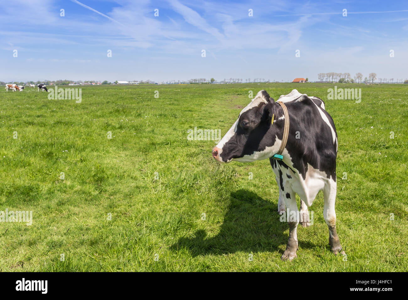 Dutch Holstein cow in the farmland near Groningen, Holland Stock Photo ...