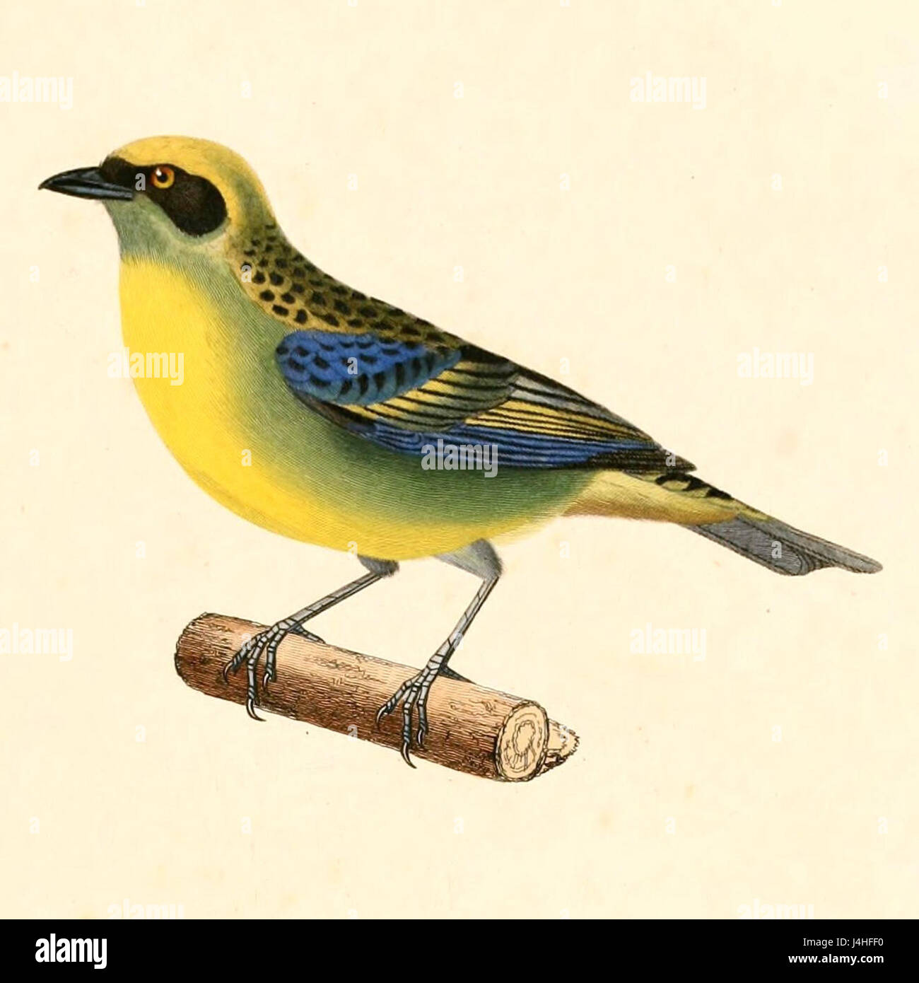 *Tangara schrankii* (known as Schrank's tanager) is a species of bird ...
