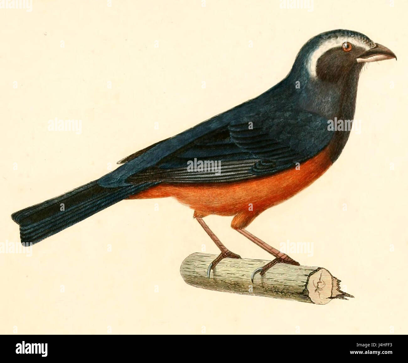Saltator rufiventris 1847 Stock Photo - Alamy