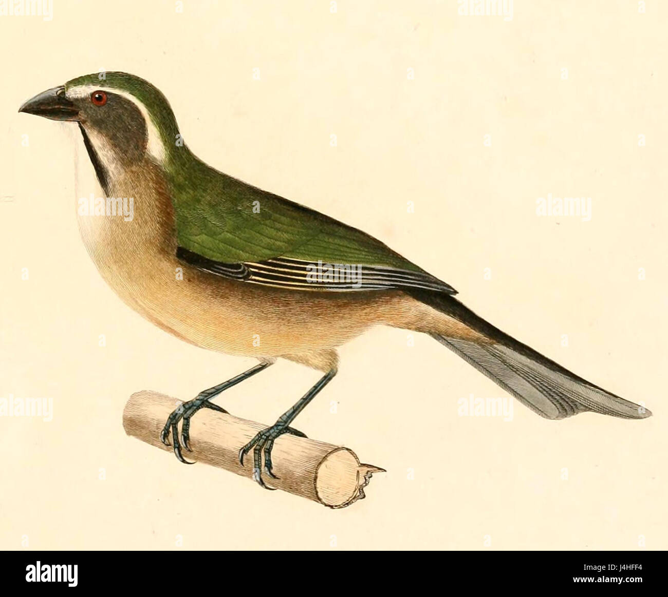 Saltator species hi-res stock photography and images - Alamy