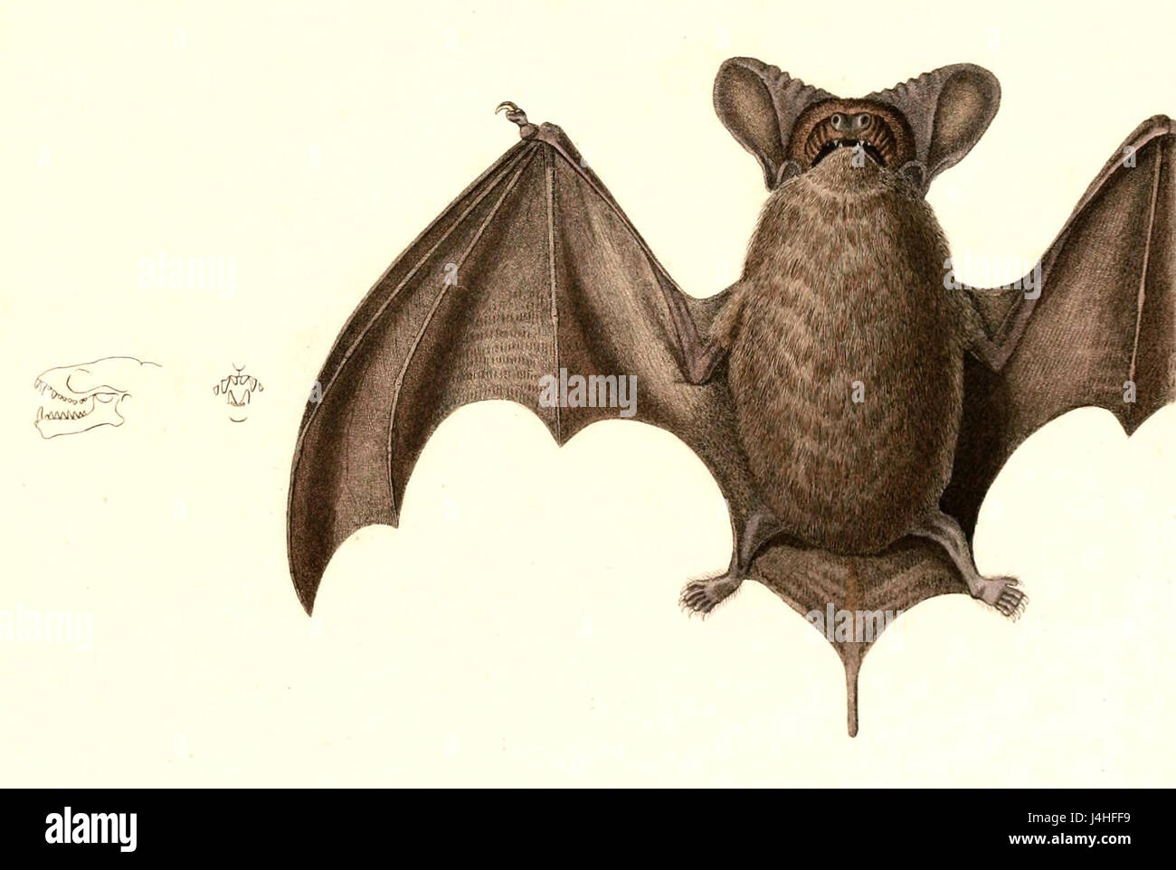 Tadarida brasiliensis hi-res stock photography and images - Alamy