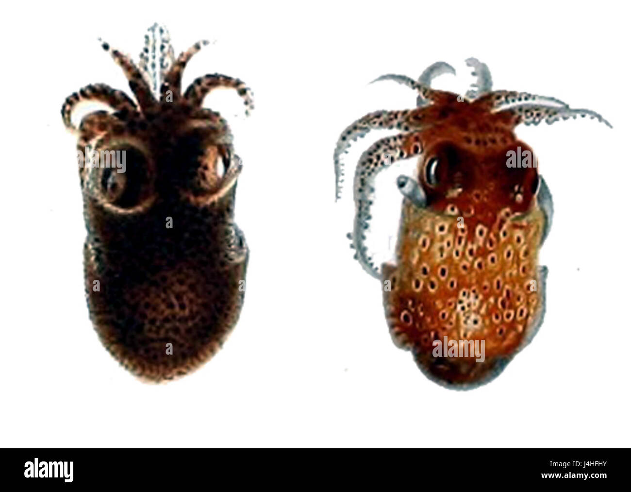 Sepiola rondeleti hi-res stock photography and images - Alamy