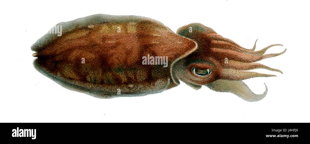 Sepia drawing Cut Out Stock Images & Pictures - Alamy