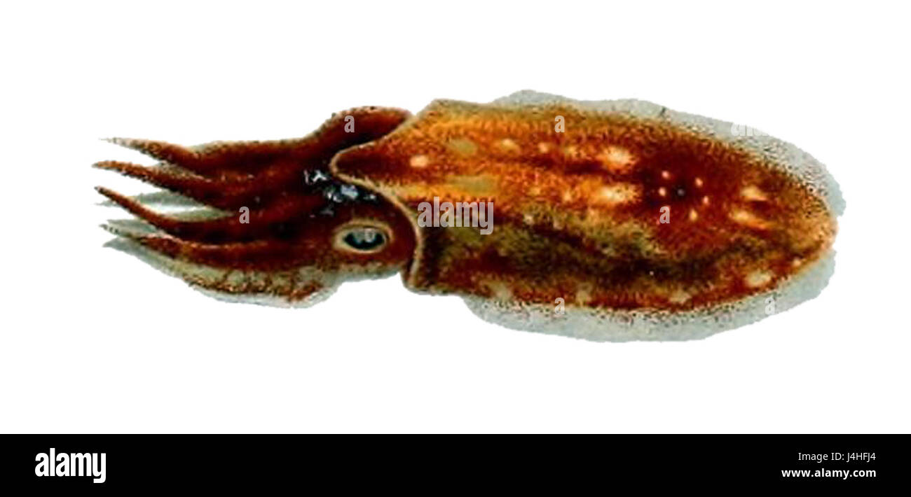 Sepia elegans is a species of cuttlefish, notable for its elegant ...