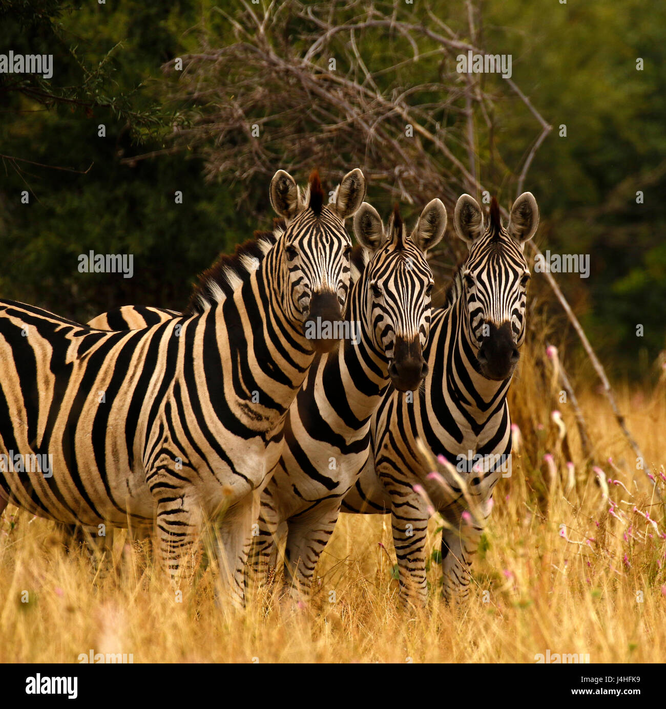 Baby zebra grooming hi-res stock photography and images - Alamy