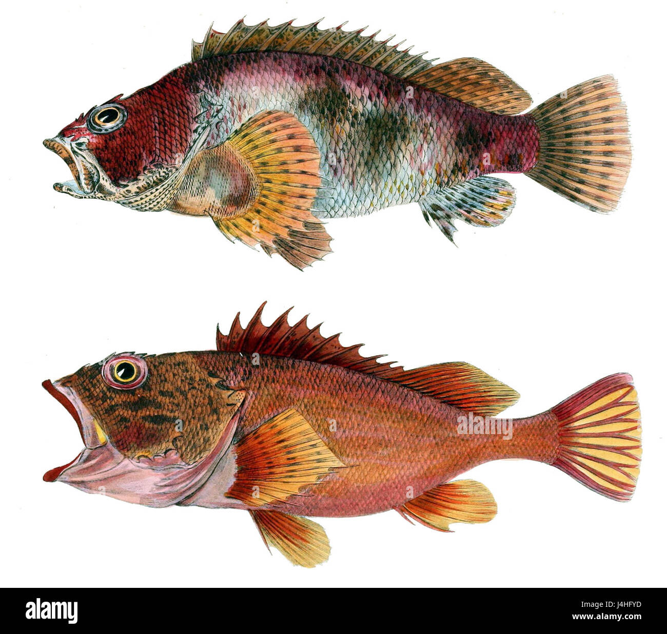 Rockfish species Cut Out Stock Images & Pictures - Alamy