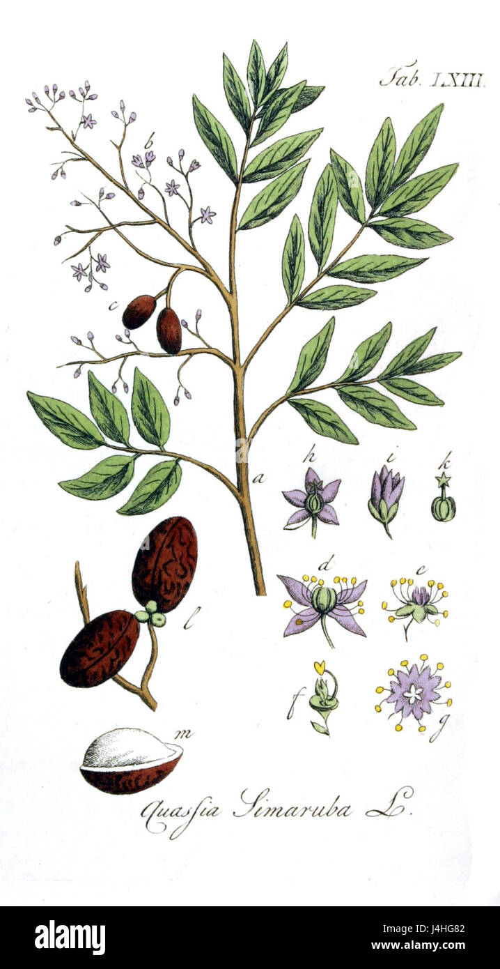 Simarouba amara, also known as the bitterwood tree, is a species native ...