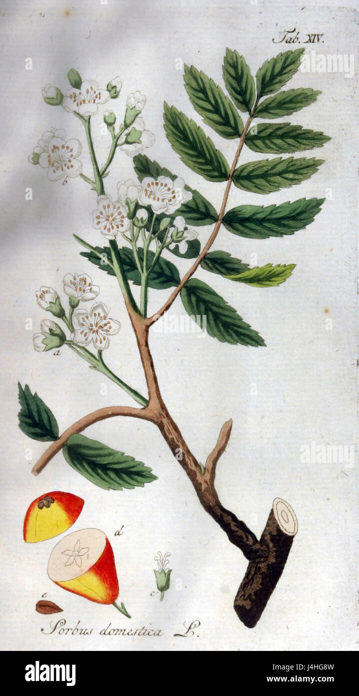 Sorbus domestica, commonly known as the service tree, is a species of ...