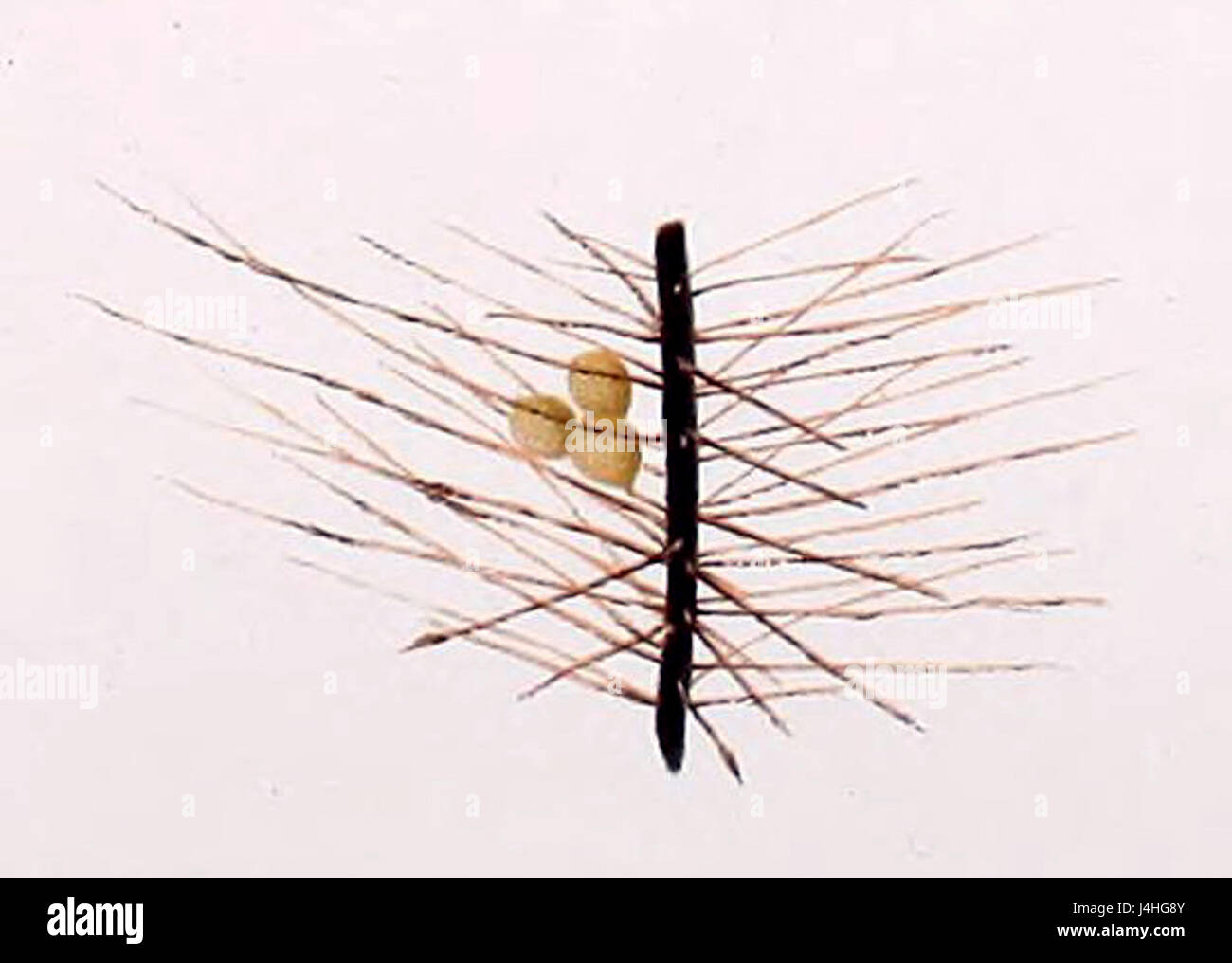 Sepiola rondeleti hi-res stock photography and images - Alamy