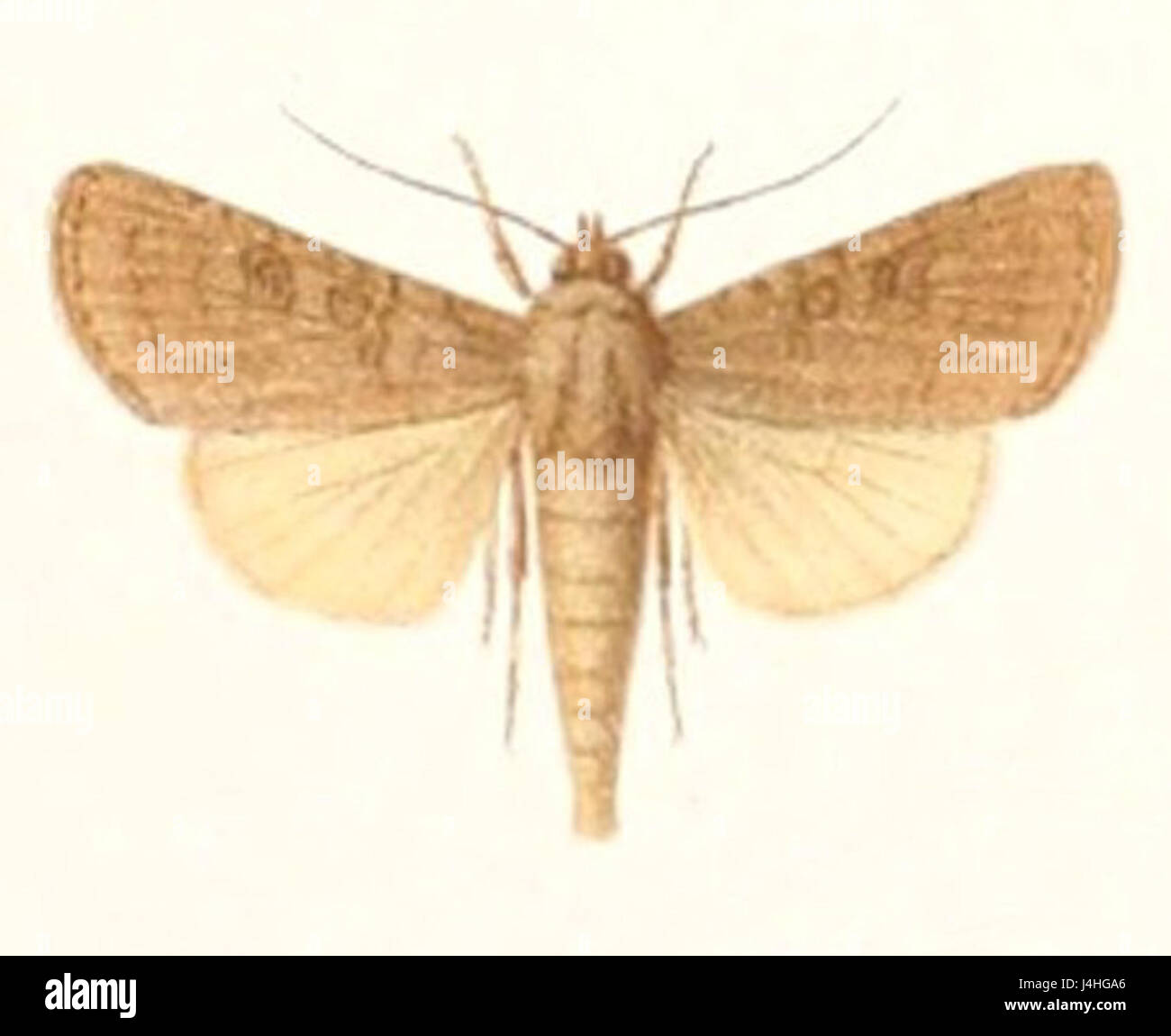Spodoptera litura 1895 Stock Photo - Alamy