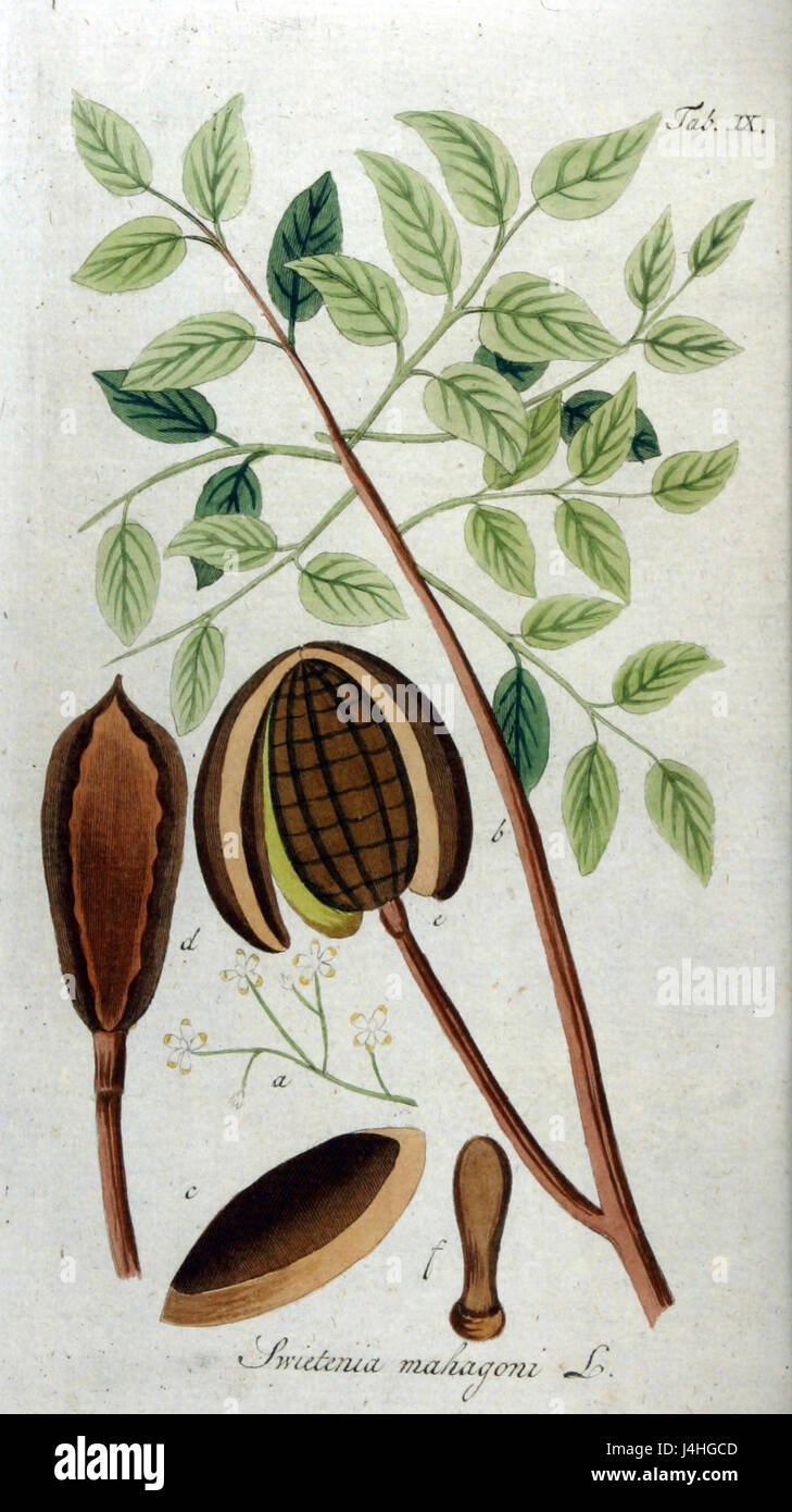 Swietenia mahagoni, commonly known as mahogany, is a species of ...