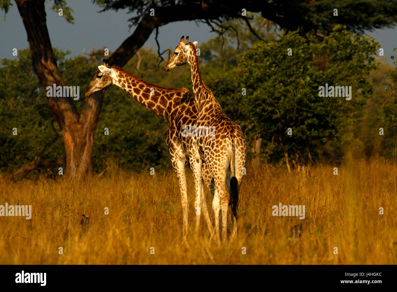 Southern Giraffes looking regal & elegant Stock Photo - Alamy
