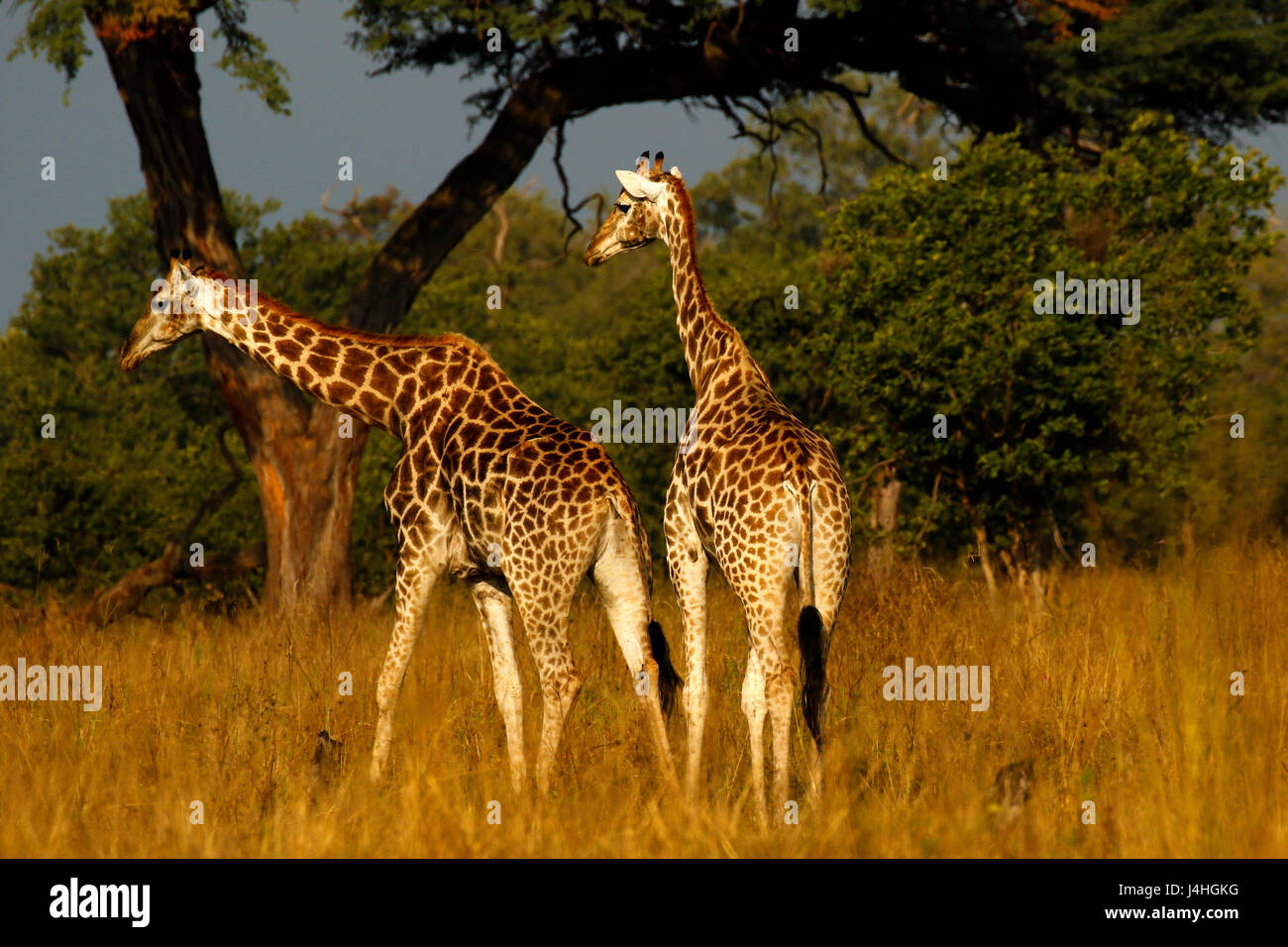 Southern Giraffes looking regal & elegant Stock Photo - Alamy