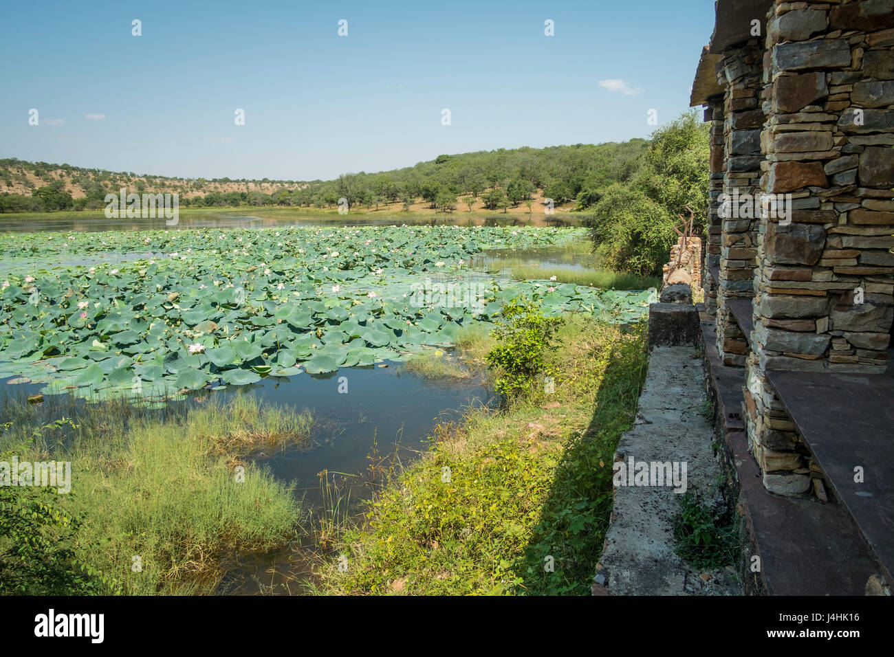 Bassi Wildlife Sanctuary is a wildlife sanctuary near Bassi in ...