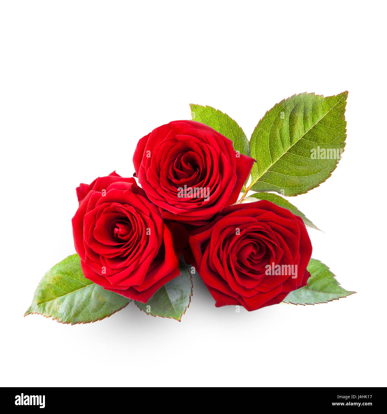 Beautiful rose flower background wedding Cut Out Stock Images ...