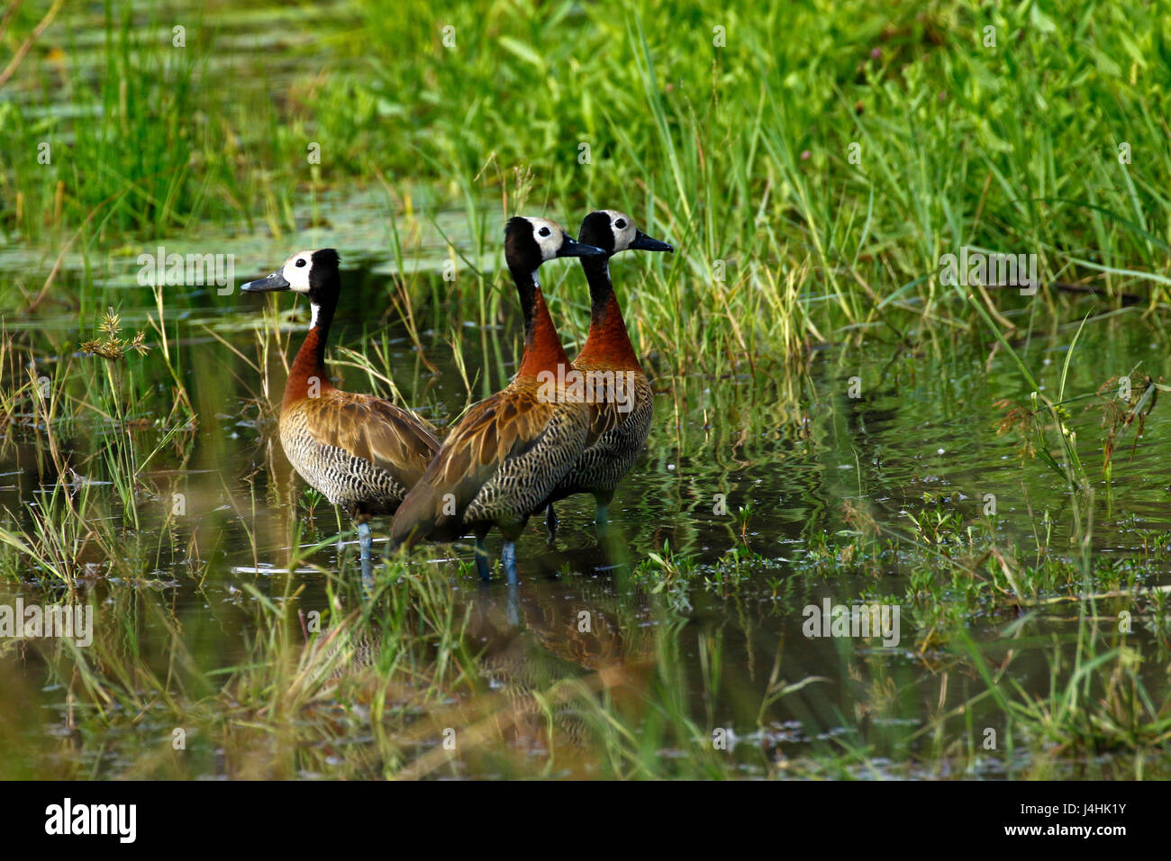 Flock white faced whistling duck hi-res stock photography and images ...