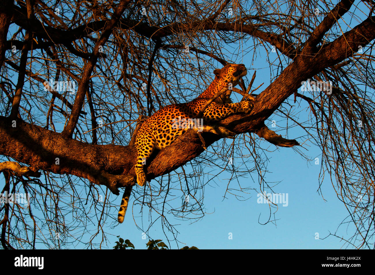 Huge male leopard sky lined ,high up a tree very fat belly from eating ...