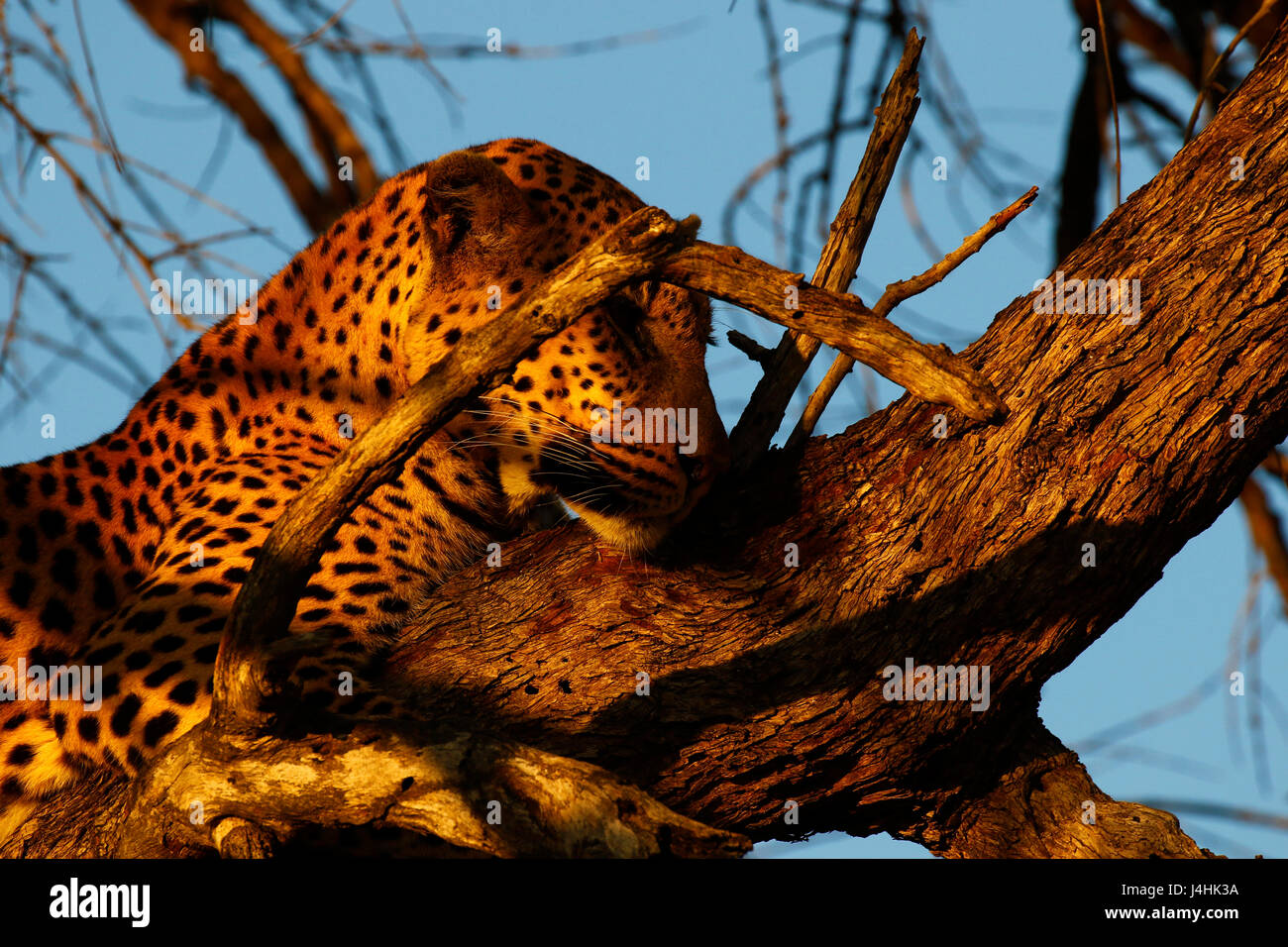 Huge male leopard sky lined ,high up a tree very fat belly from eating ...