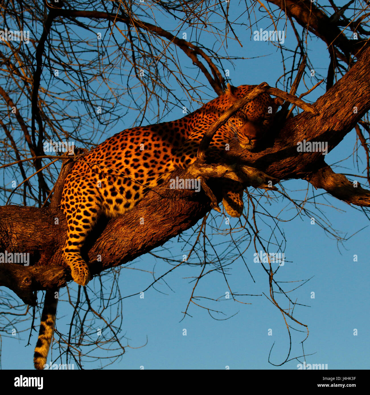 Huge male leopard sky lined ,high up a tree very fat belly from eating ...