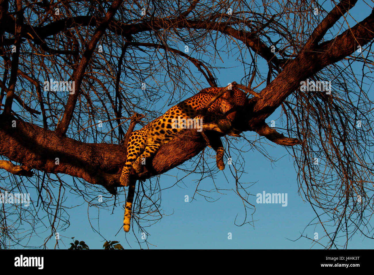 Huge male leopard sky lined ,high up a tree very fat belly from eating ...