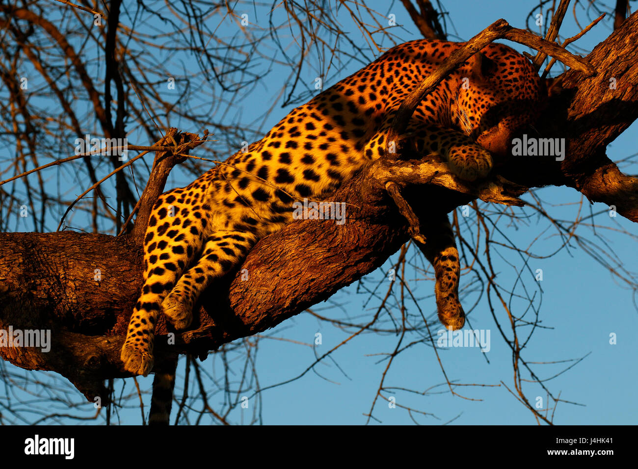 Huge male leopard sky lined ,high up a tree very fat belly from eating ...