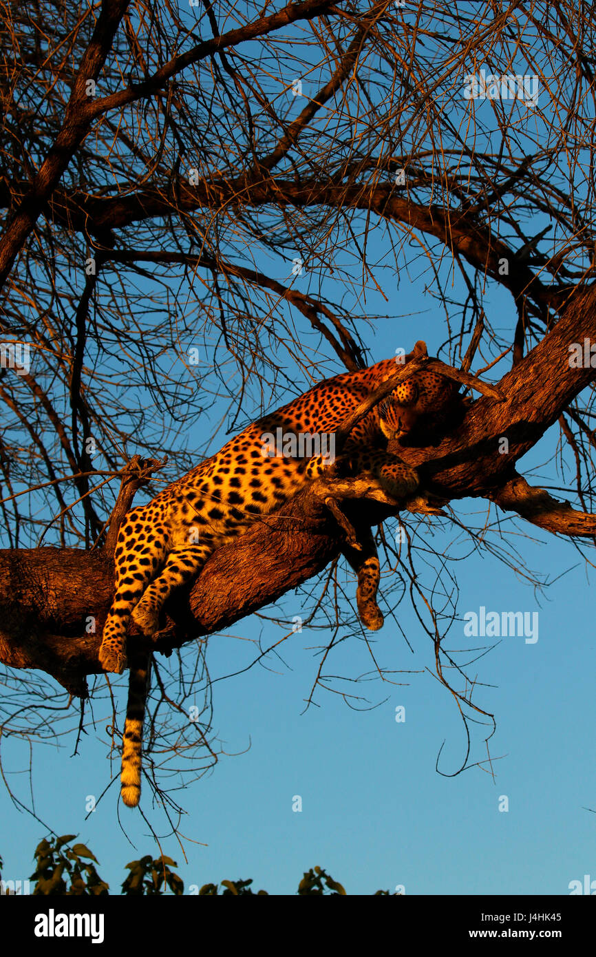 Huge male leopard sky lined ,high up a tree very fat belly from eating ...