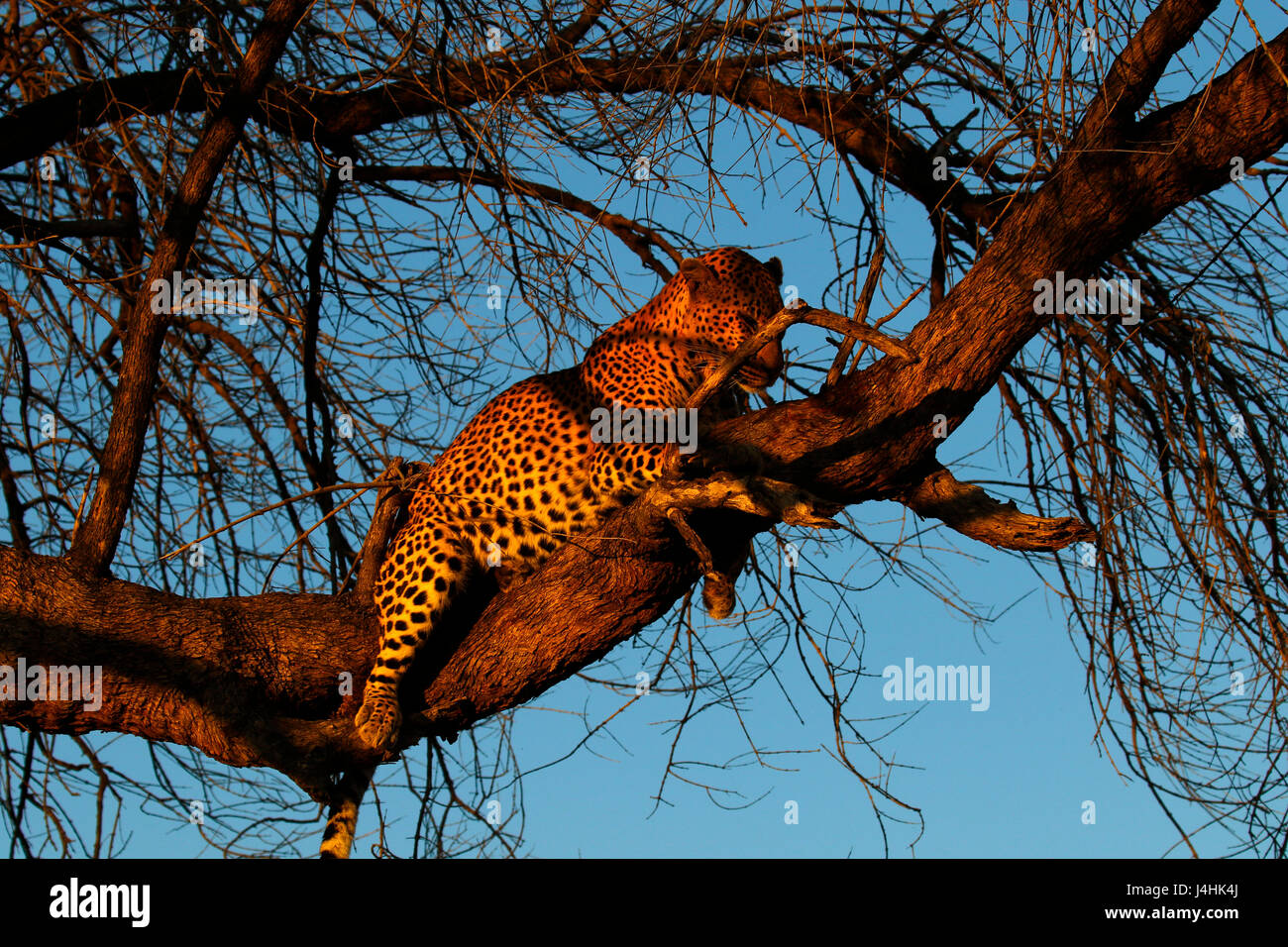 Huge male leopard sky lined ,high up a tree very fat belly from eating ...