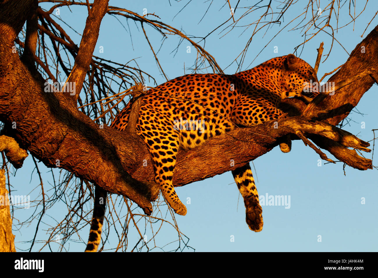 れたフロン FAT VOYAGER leopard size FAT 新品 HuxhB-m40797732104 ンツです