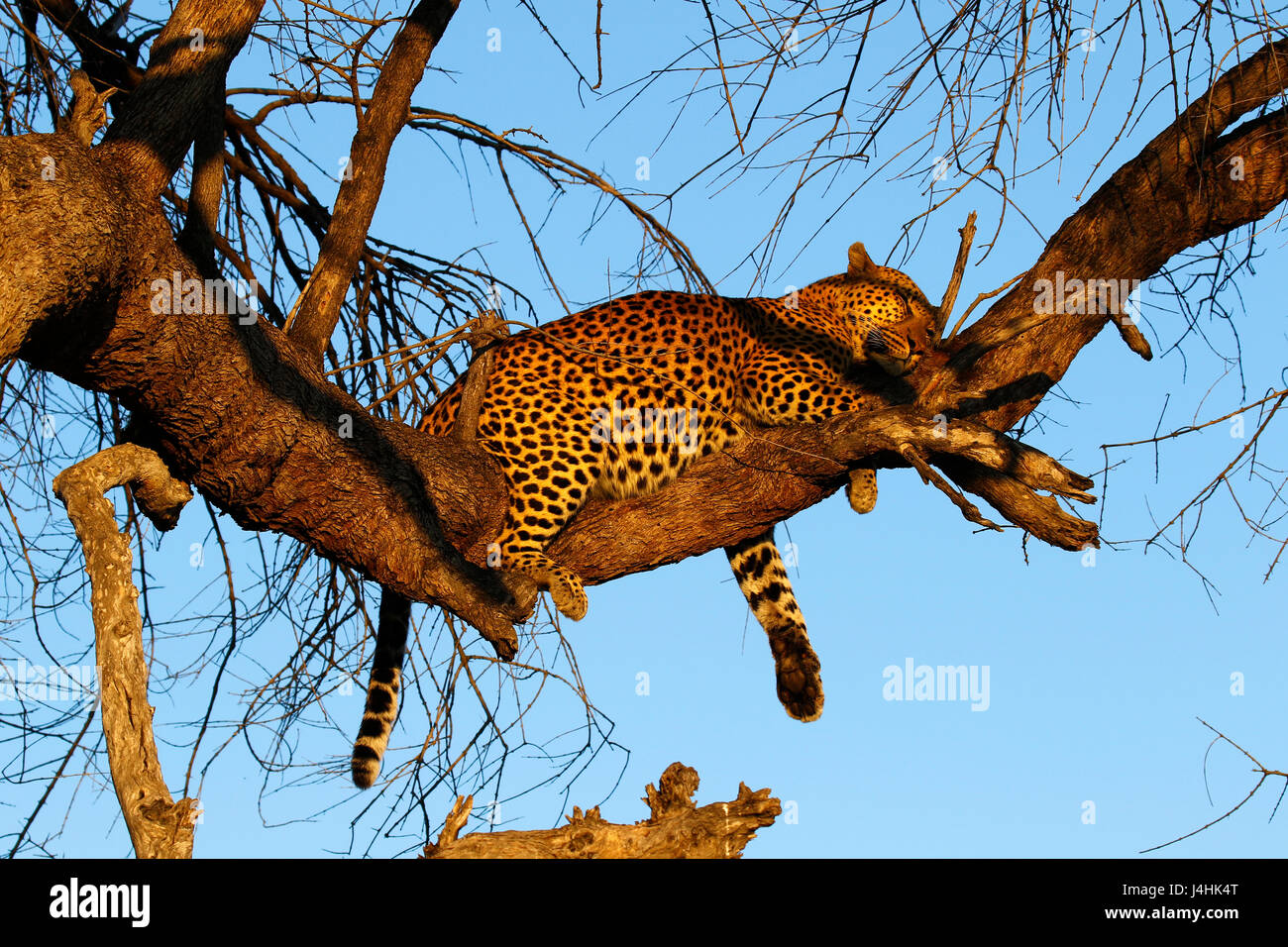 Huge male leopard sky lined ,high up a tree very fat belly from eating ...