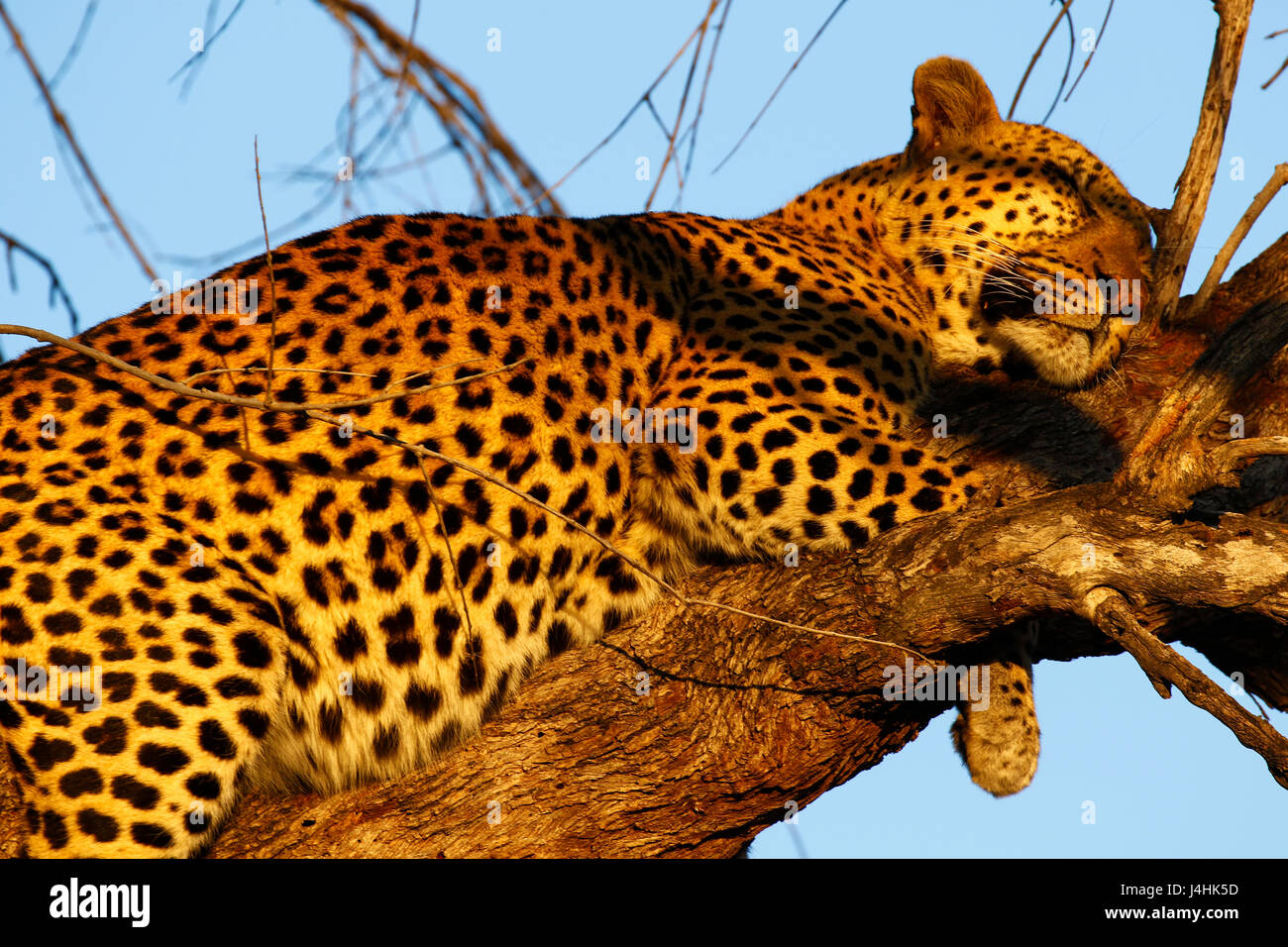 Huge male leopard sky lined ,high up a tree very fat belly from eating ...