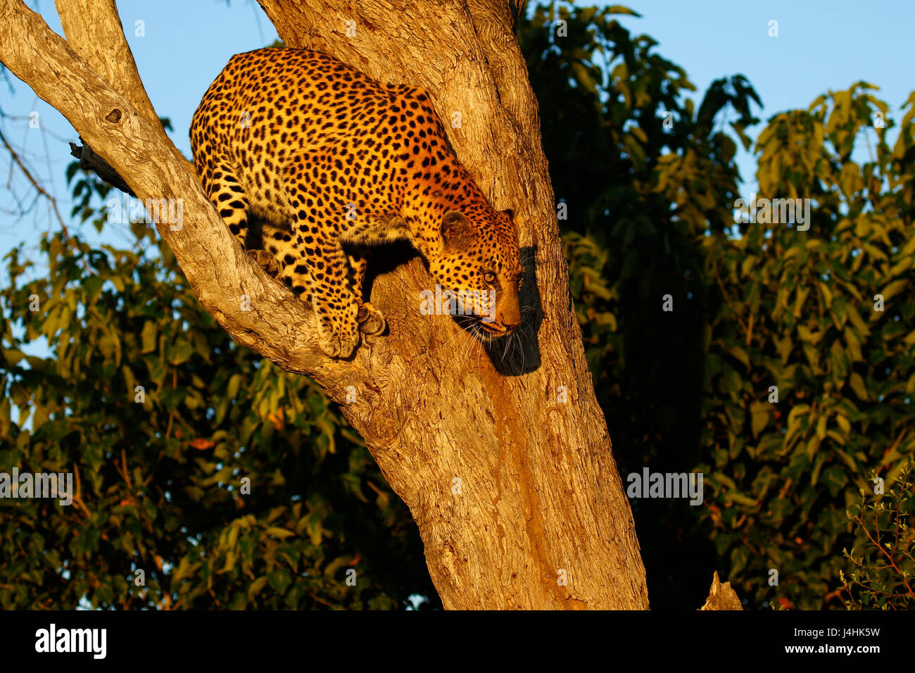 Huge male leopard sky lined ,high up a tree very fat belly from eating ...