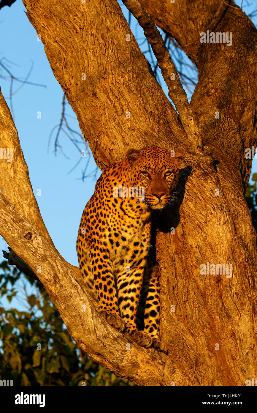 Climbing up a huge tree hi-res stock photography and images - Alamy