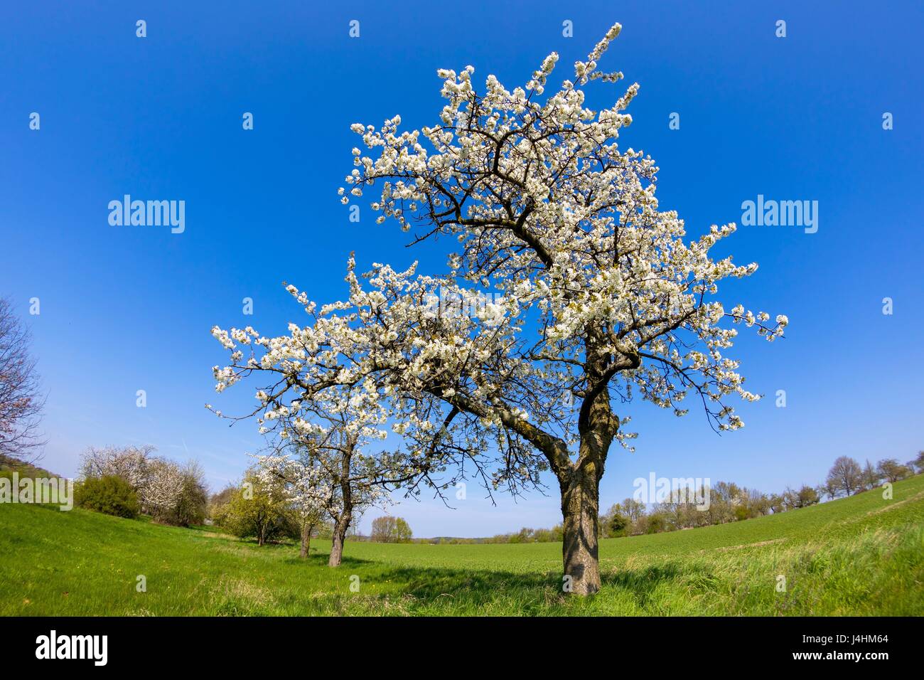 Blossom of apple and cherry trees in Hohenleipisch (Elbe-Elster ...