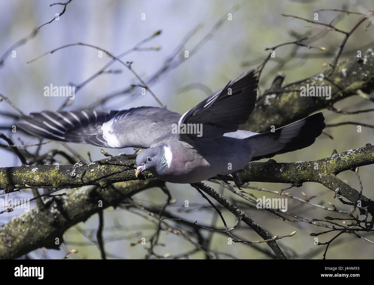 Ring Dove in flight, april 2017 | usage worldwide Stock Photo - Alamy