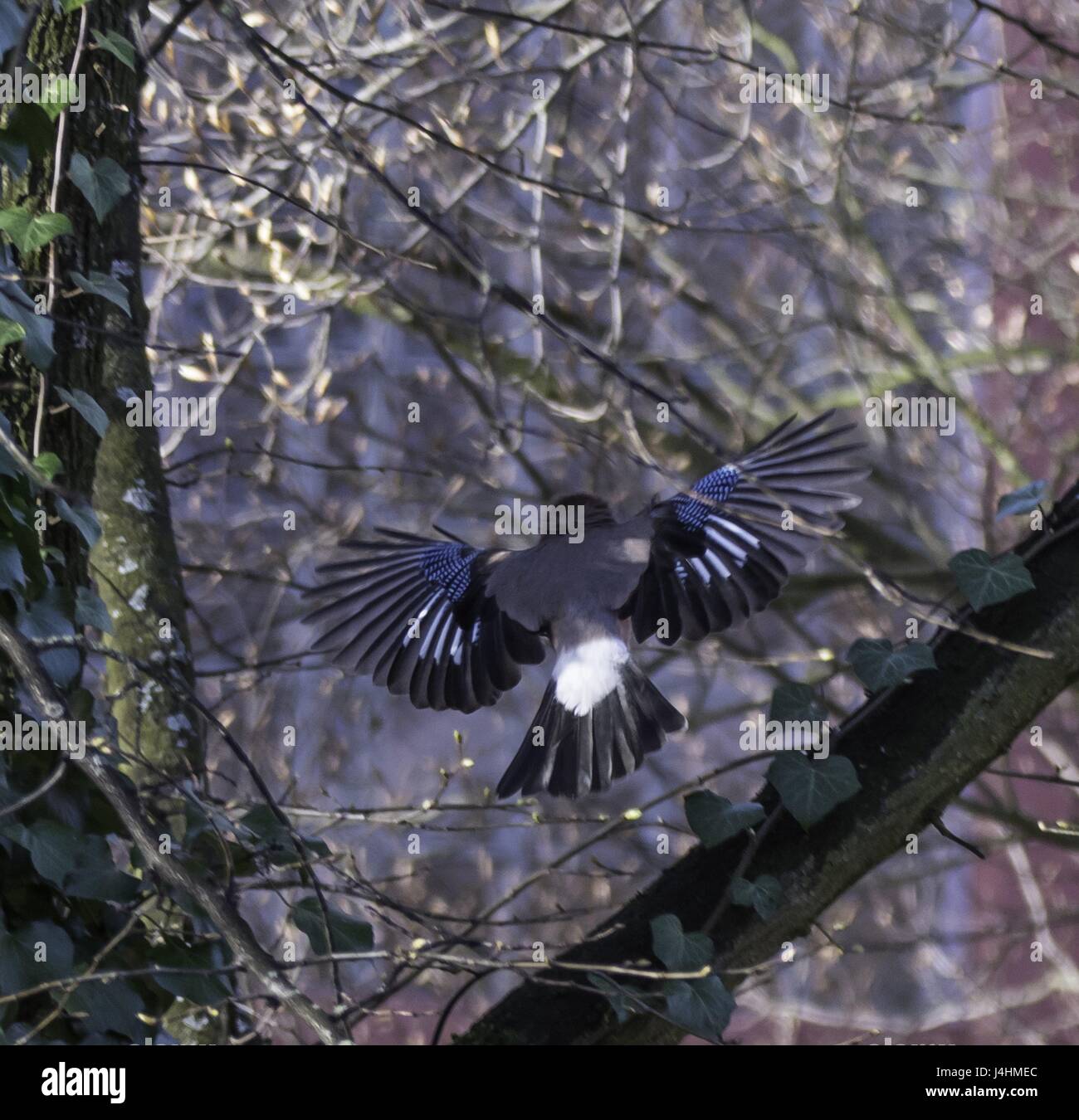 Eurasian Jay in flight, april 2017 | usage worldwide Stock Photo - Alamy
