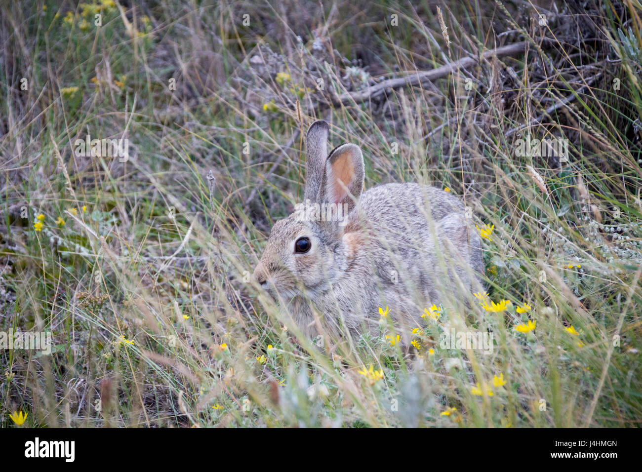 Hare hiding in grass Stock Photo - Alamy
