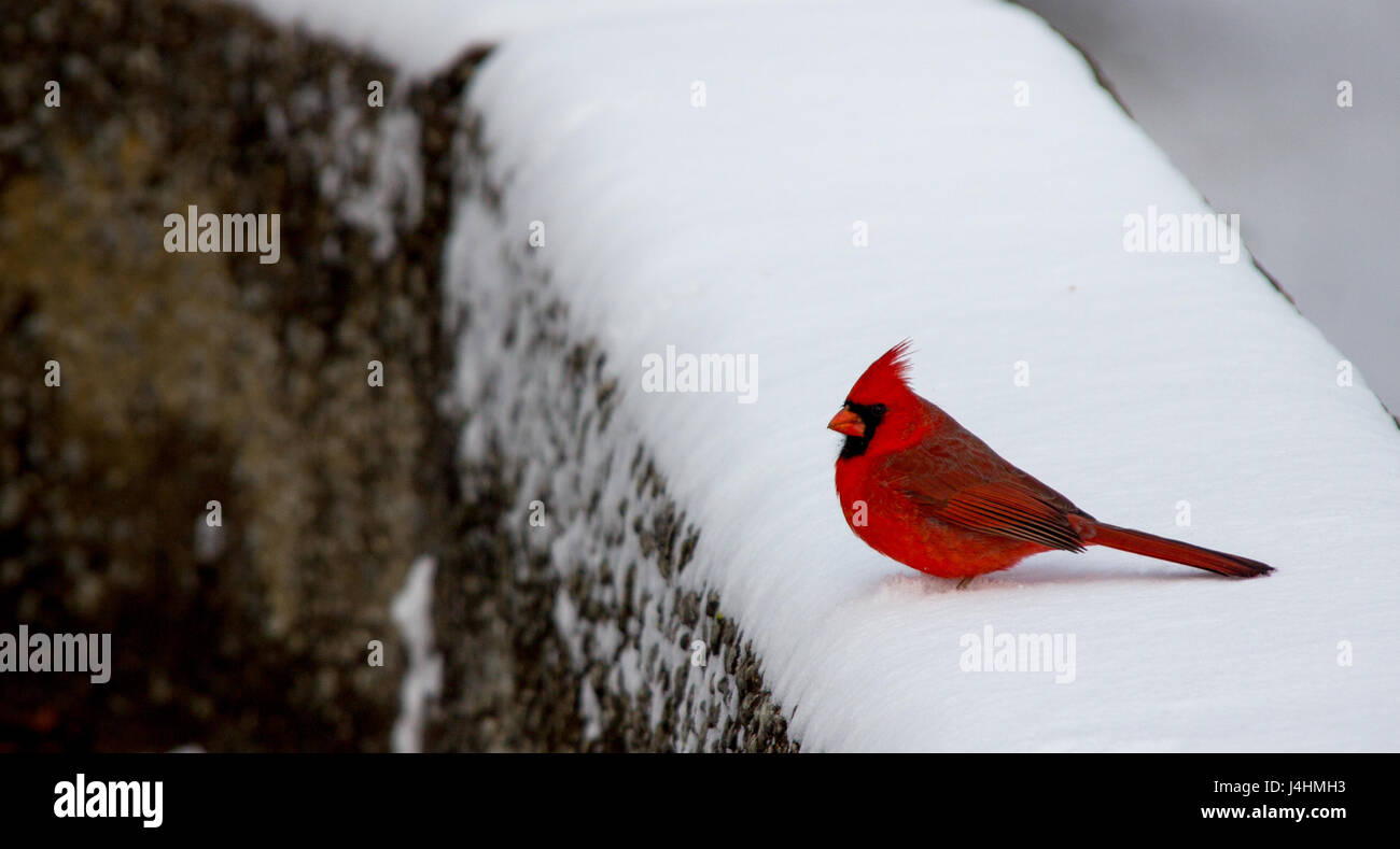 Northern cardinal seen at the Arlington National Cemetery Stock Photo ...