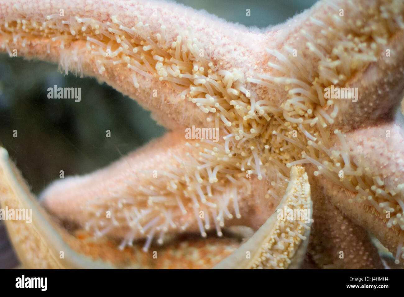 Star fish belly Stock Photo - Alamy