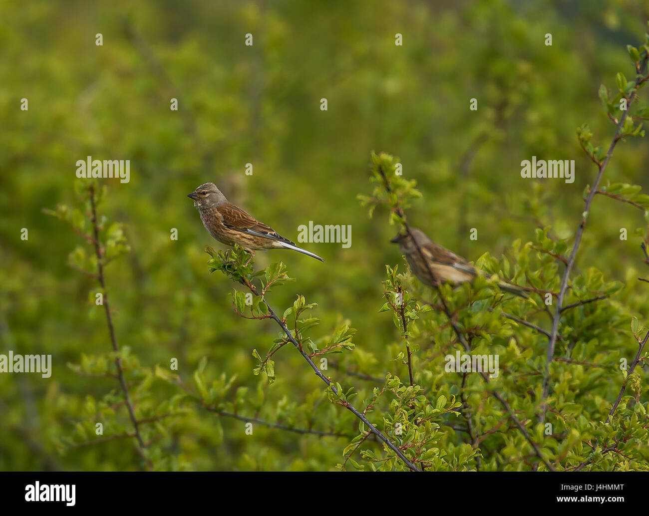 Linnet pair hi-res stock photography and images - Alamy