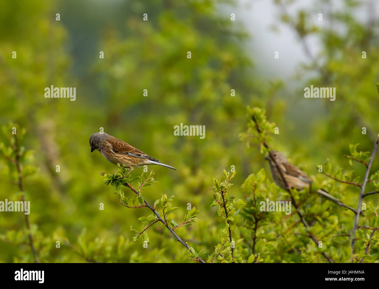 Linnet pair hi-res stock photography and images - Alamy