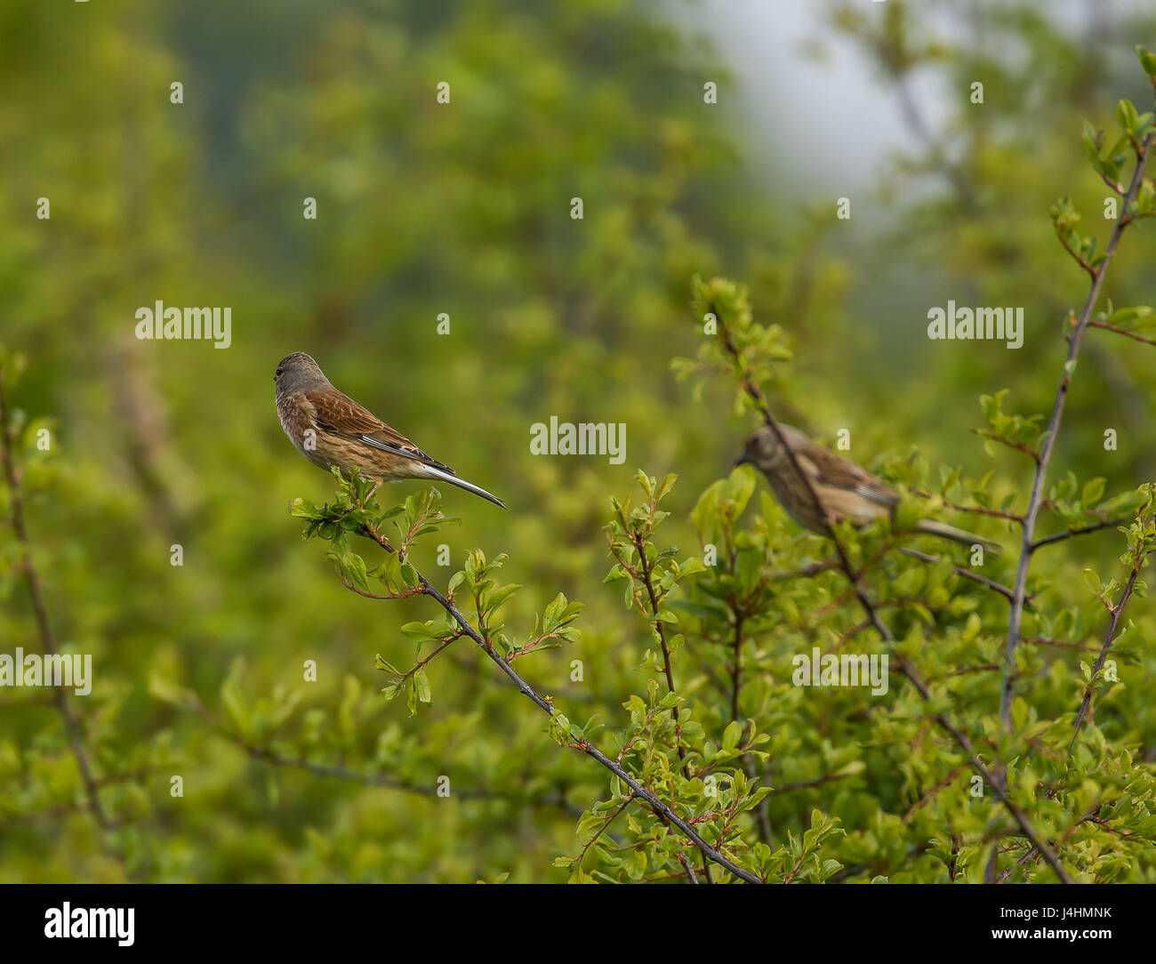 Wings linnet hi-res stock photography and images - Alamy