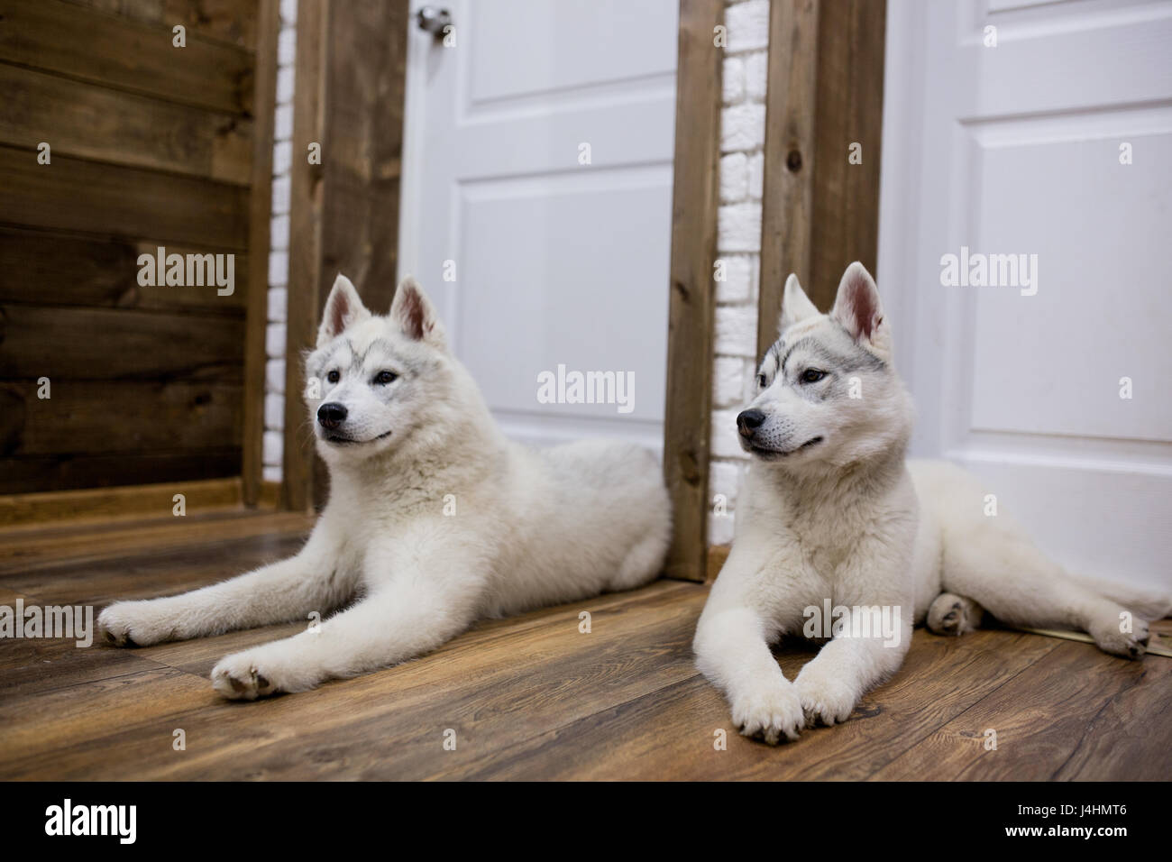 two Siberian husky puppies at home sit and play. lifestyle with dog ...